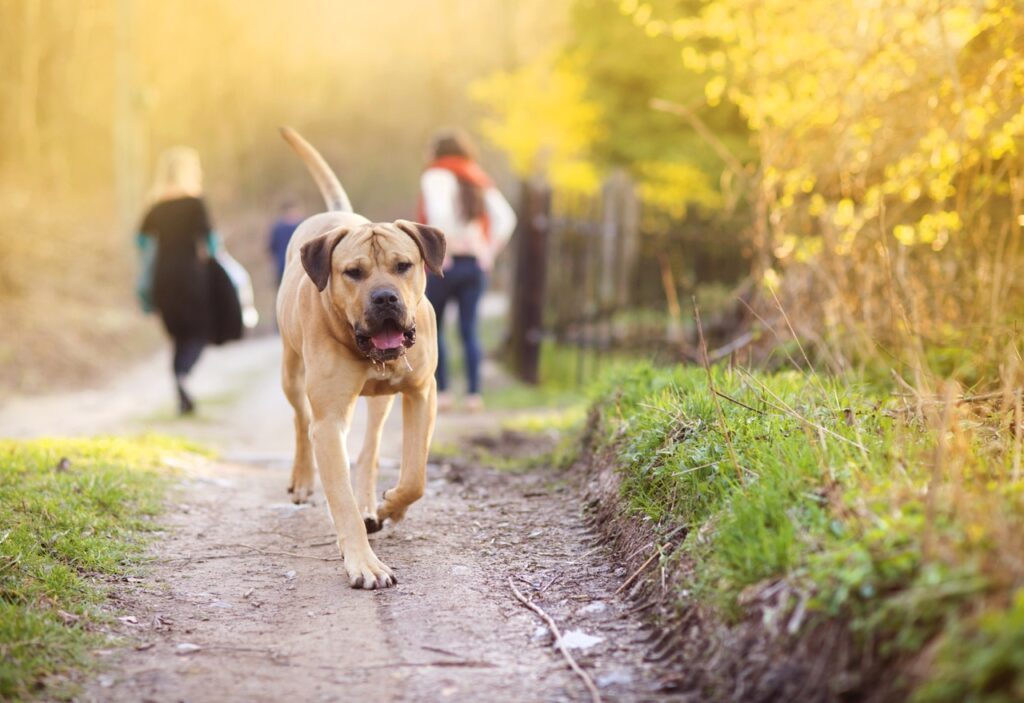 Top 5 Dog Friendly Hiking Trails in Prescott, Arizona. - Off Leash K9 ...